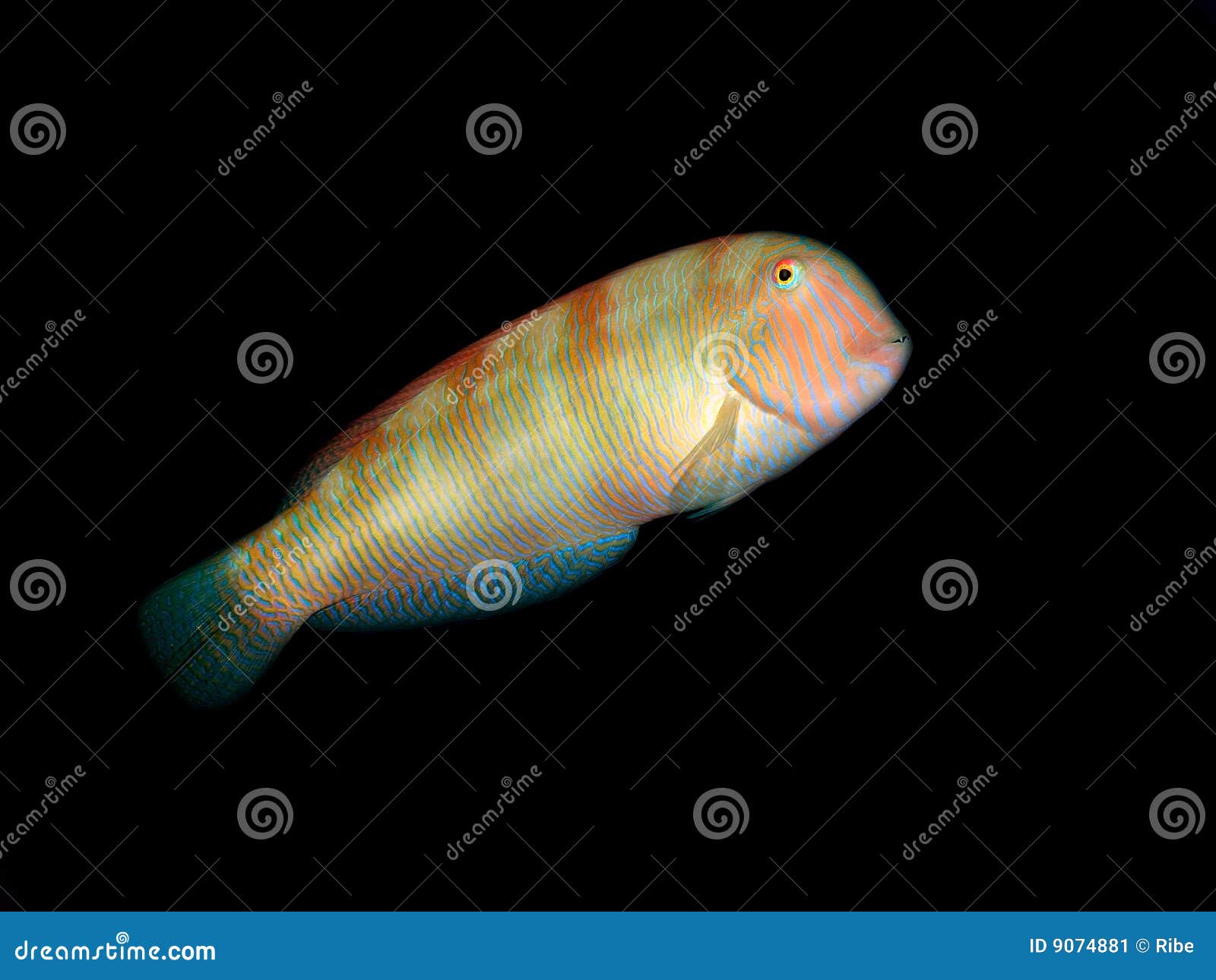 Rasoir De Poissons Image. Image: 9074881