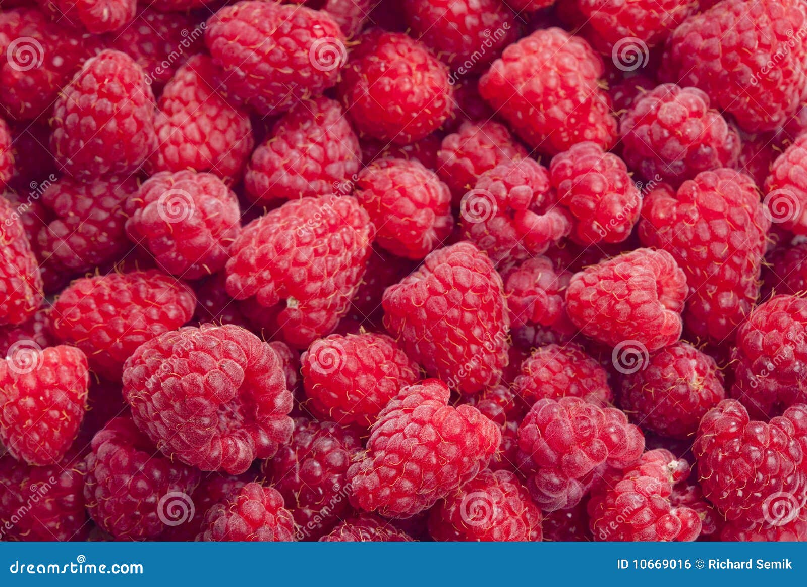 Raspberries stock photo. Image of inside, close, fruits - 10669016