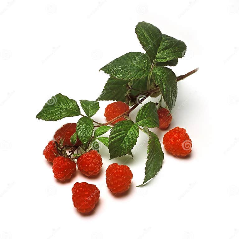 Raspberries stock image. Image of ripe, healthy, fruit - 135103
