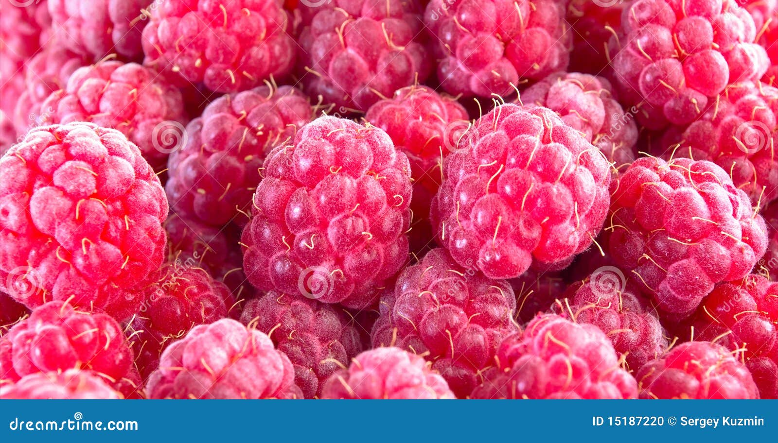 The Raspberries. stock photo. Image of goods, harvest - 15187220
