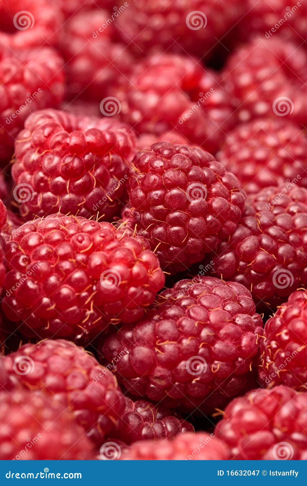 Raspberries stock image. Image of mineral, fresh, juicy - 16632047