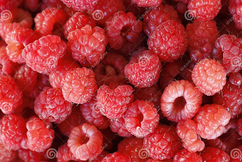 Raspberries stock image. Image of flavor, produce, dessert - 21593511
