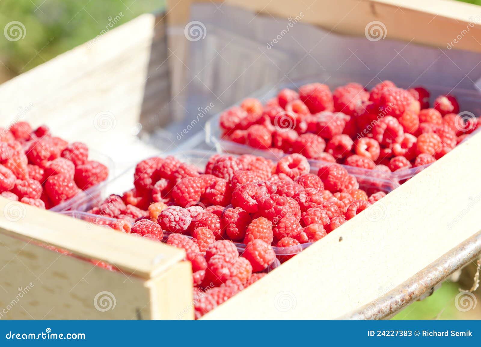 Raspberries stock image. Image of still, exteriors, life - 24227383