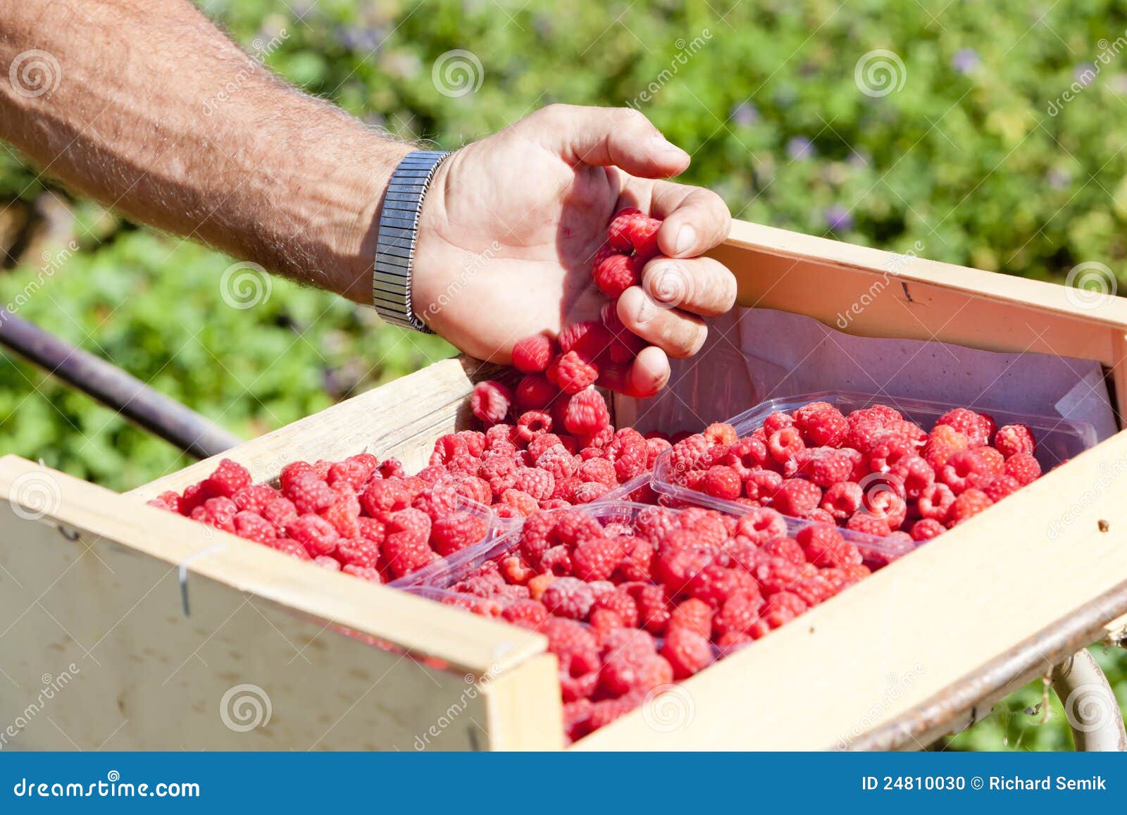 Raspberries stock photo. Image of summer, harvesting - 24810030