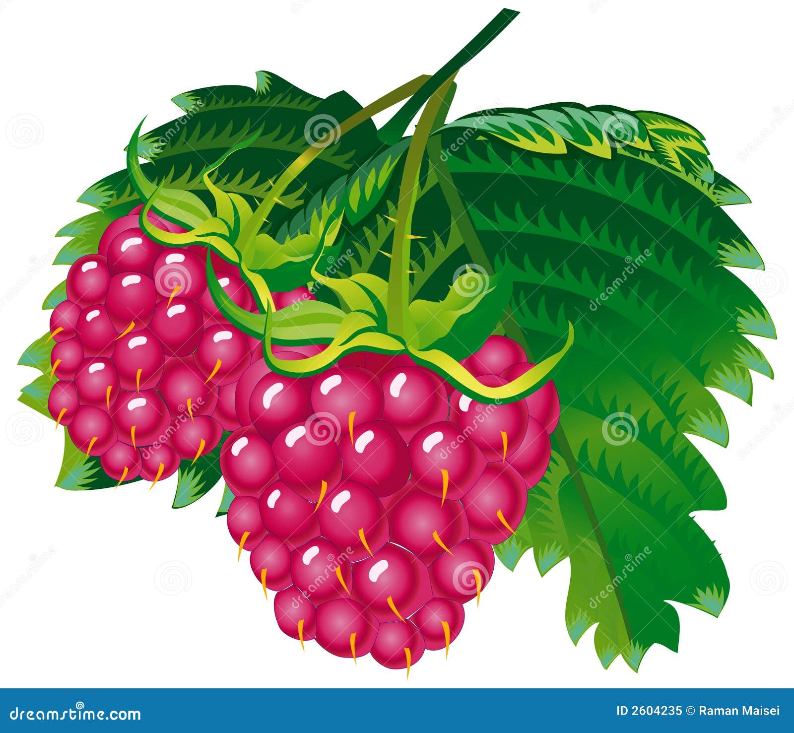 Raspberries Cartoon Vector | CartoonDealer.com #2604235
