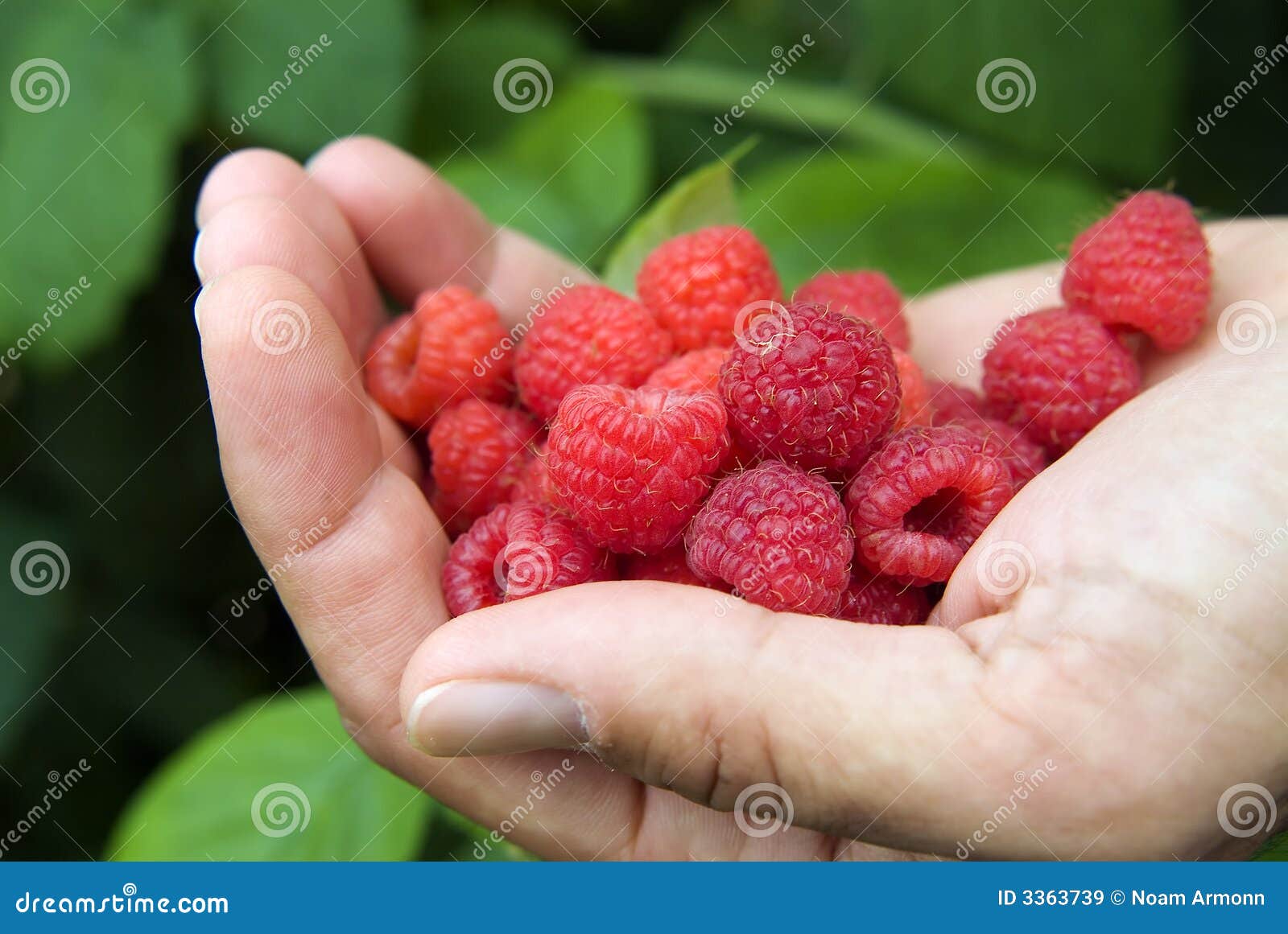 Raspberries stock image. Image of freshness, botany, colorful - 3363739