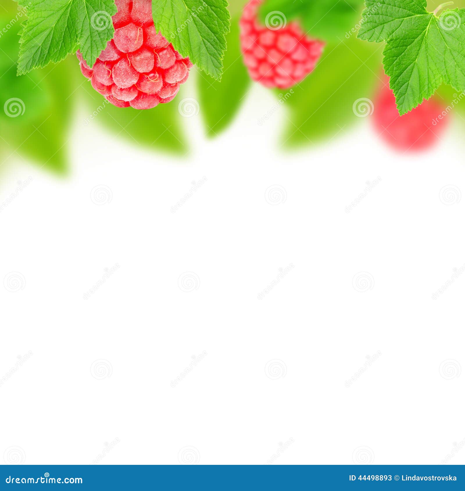 Raspberries stock image. Image of color, ecology, green - 44498893