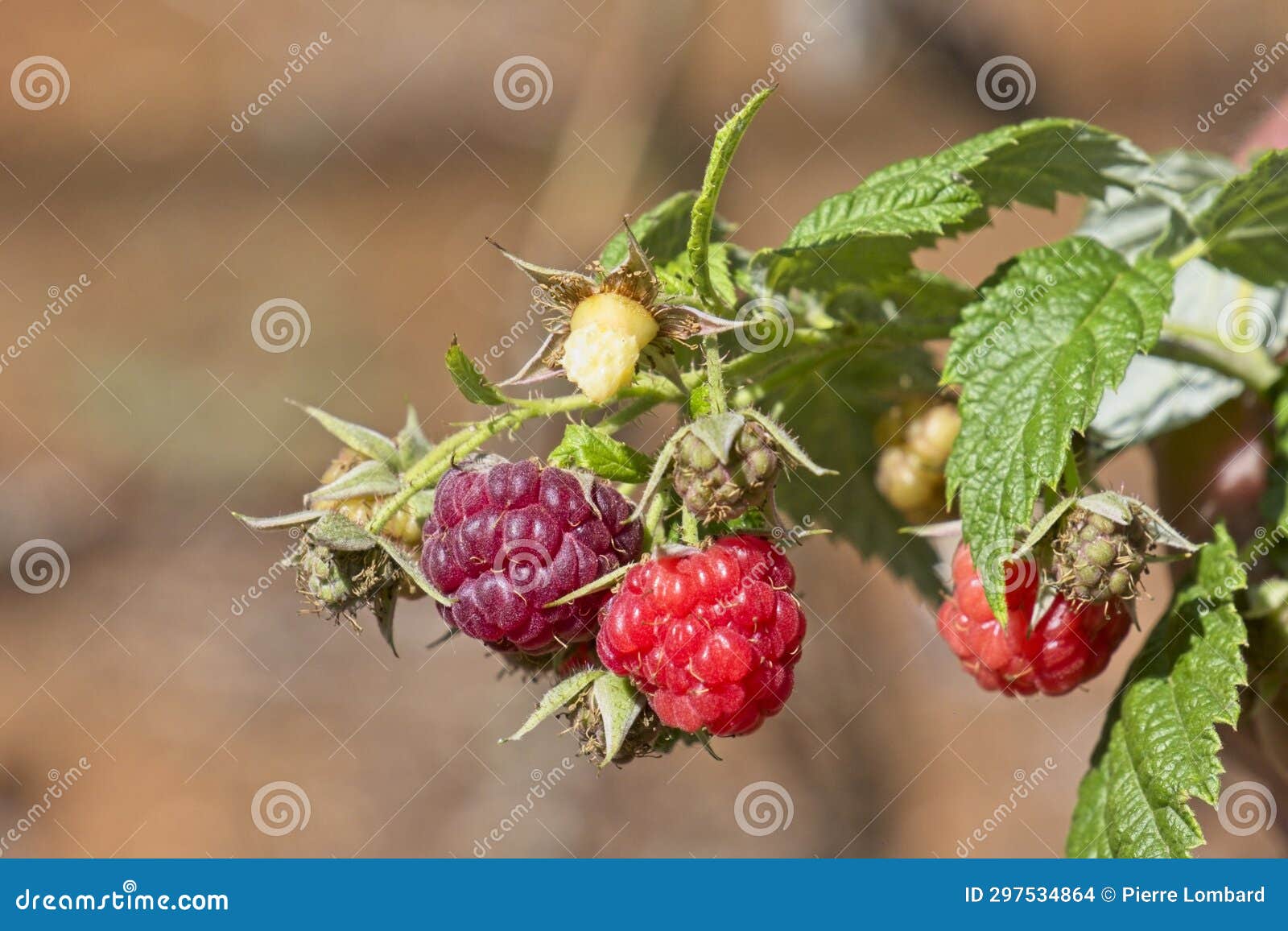 Raspberries Beginning Ripening on Twig Stock Photo - Image of thorns ...
