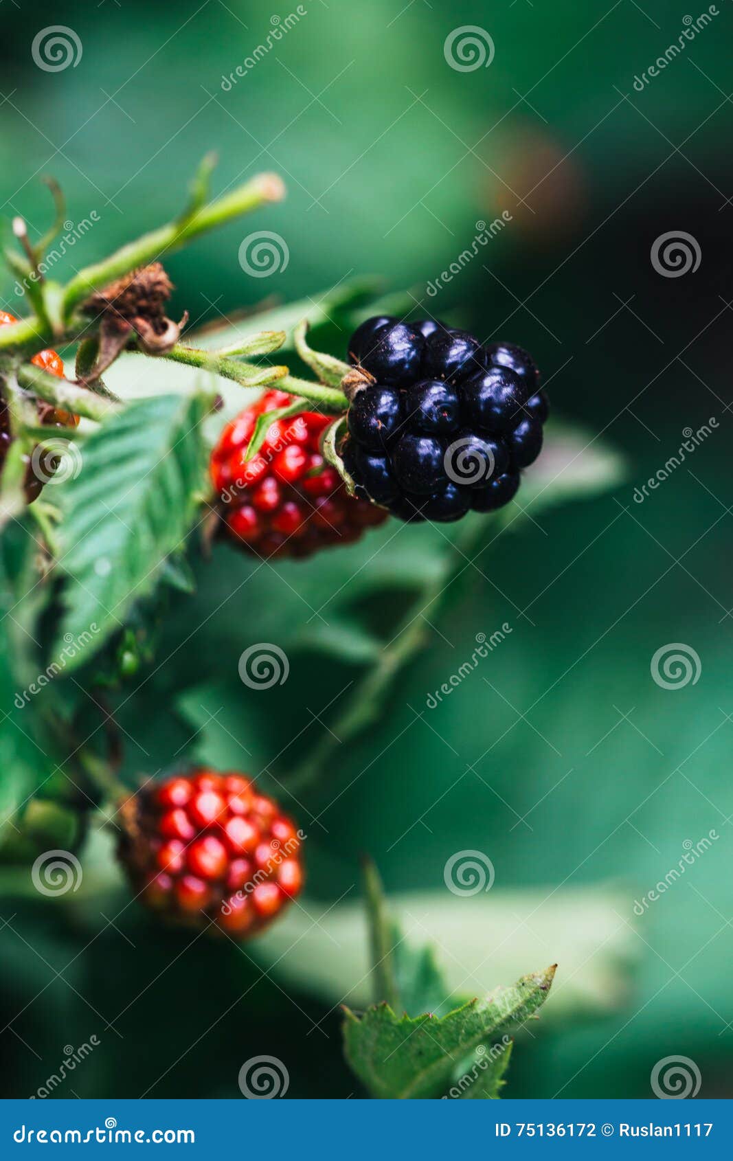 Raspberries and Blackberries Growing on a Bush Background Leaves Stock ...