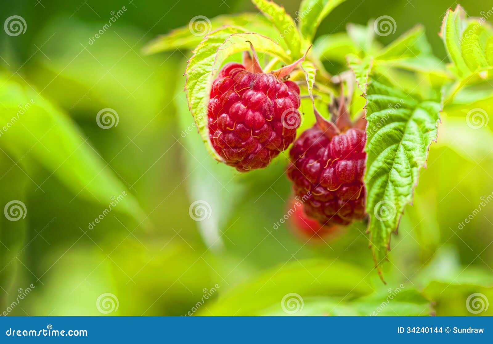 Raspberries on a branch stock photo. Image of diet, dessert - 34240144