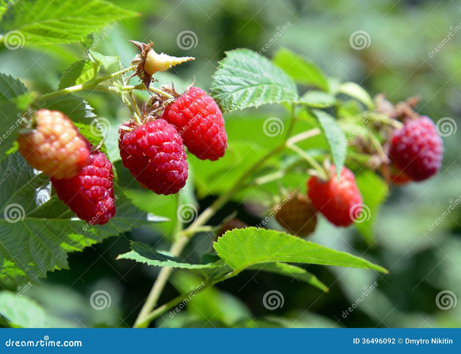 Raspberries on a branch stock photo. Image of closeup - 36496092