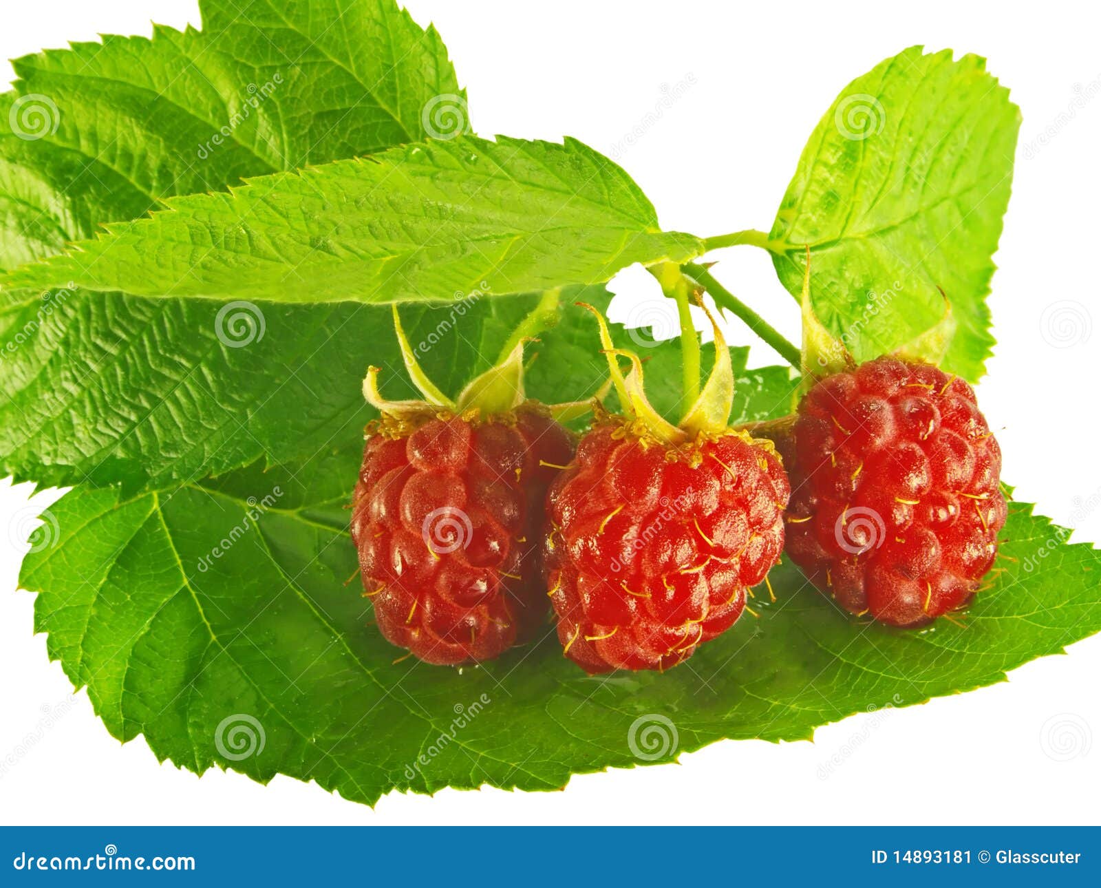 Raspberries on a Branch with Green Leaves. Stock Image - Image of ...
