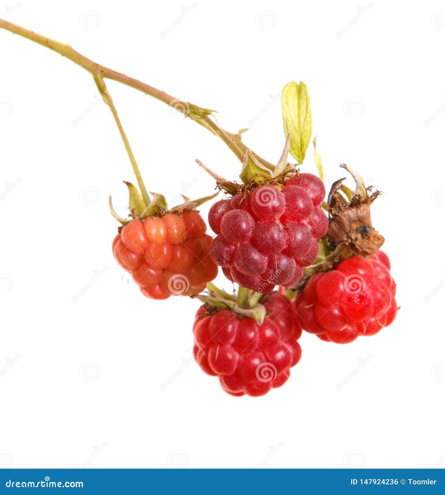 Raspberries on a Branch Isolated on White Stock Photo - Image of splye ...