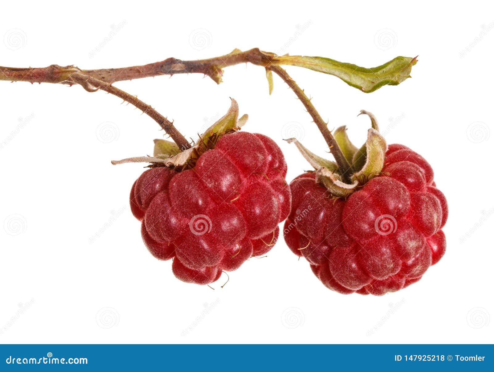 Raspberries on a Branch. Isolated on White Stock Photo - Image of tasty ...
