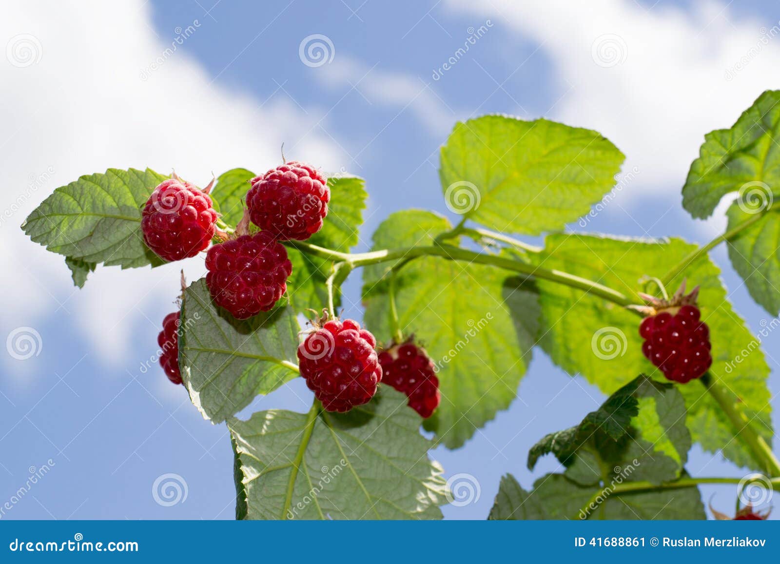 Raspberries on a branch stock image. Image of season - 41688861