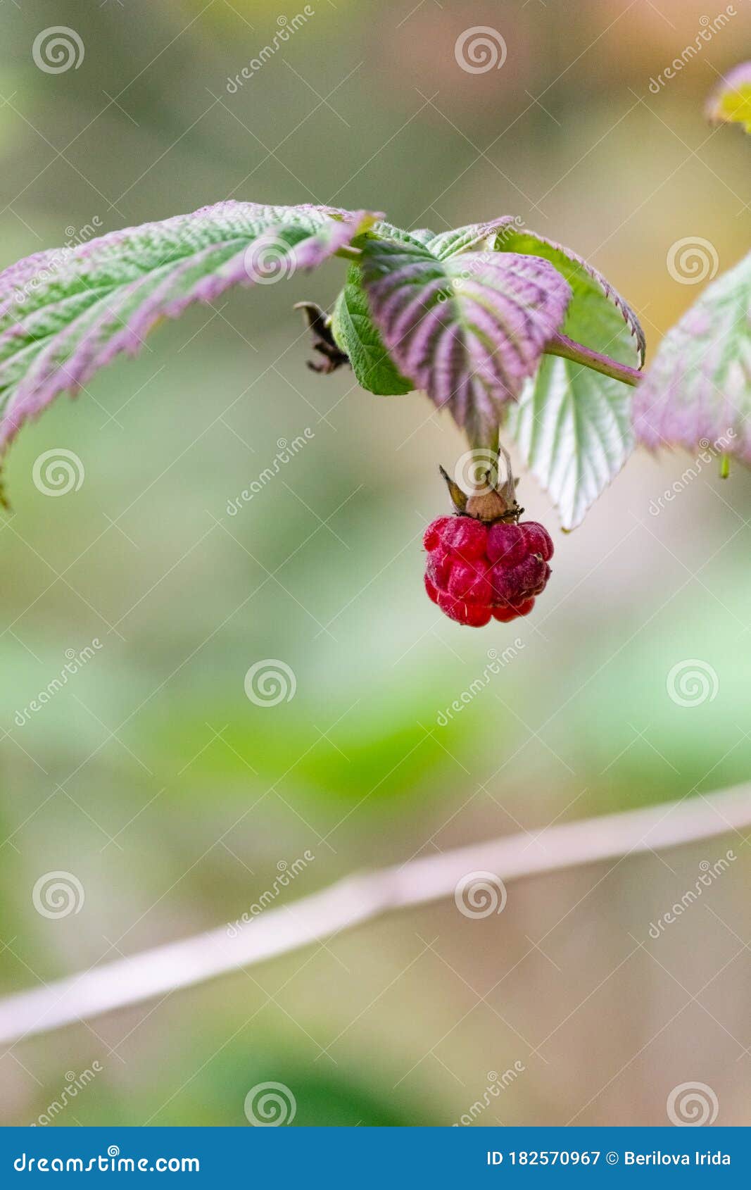 Raspberries on the Bush. Wild Berry Stock Image - Image of growing ...