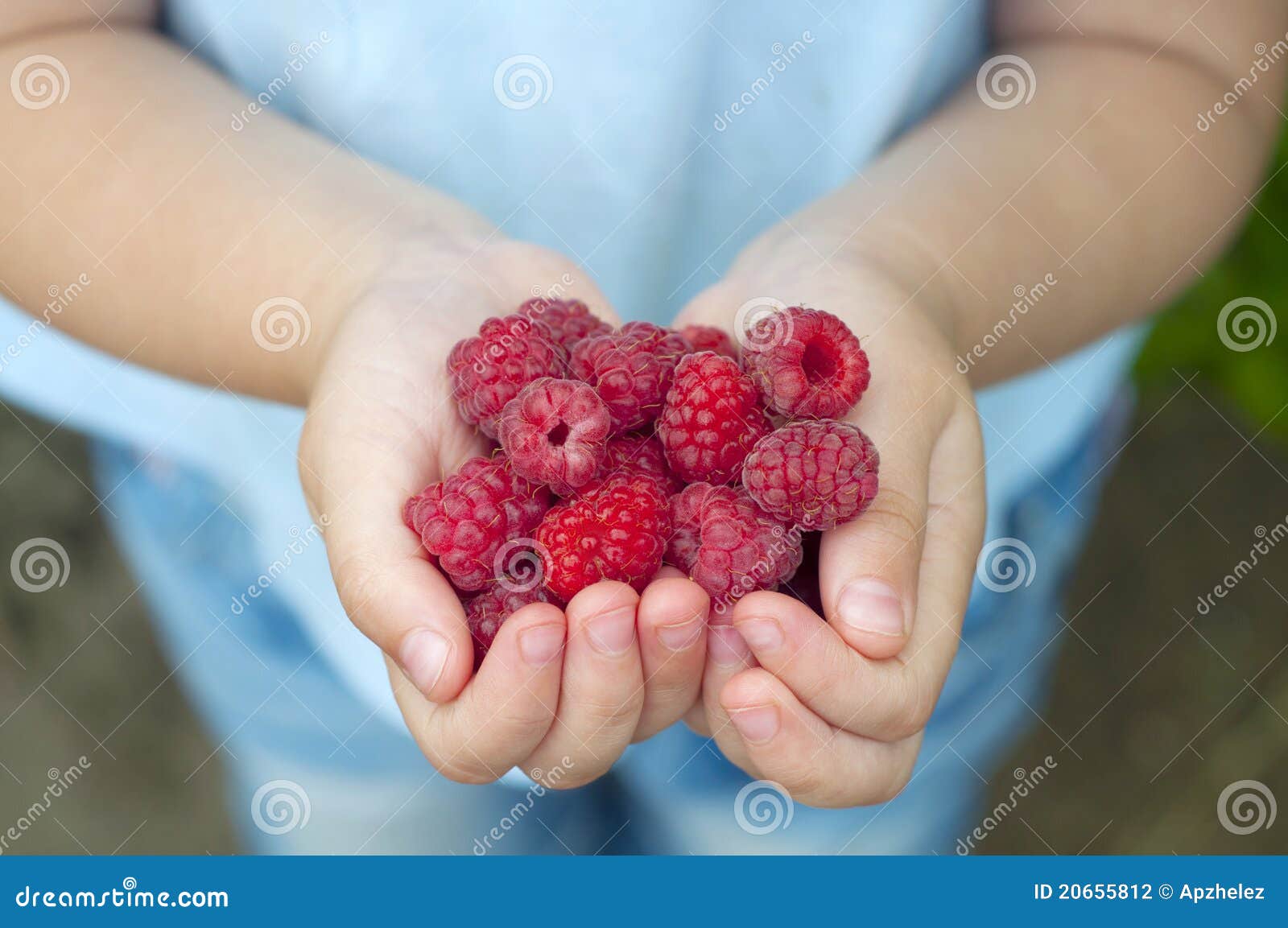 Raspberries in the Children S Hands Stock Photo - Image of food ...