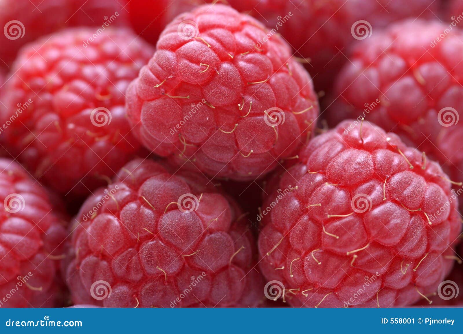 Raspberries Close Up stock image. Image of raspberries - 558001