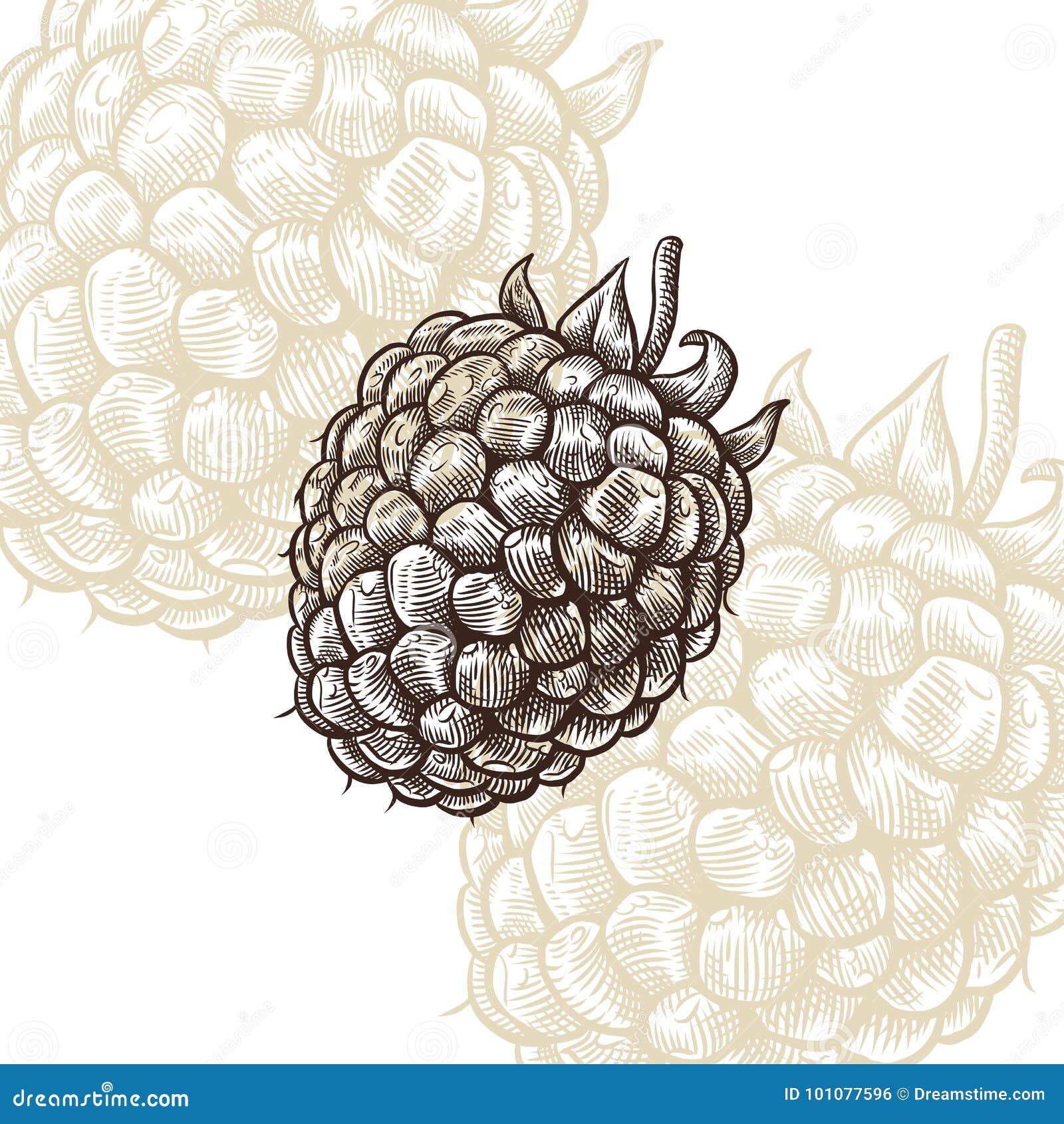 Raspberries Draw Engraving Vector Illustration Stock Vector ...