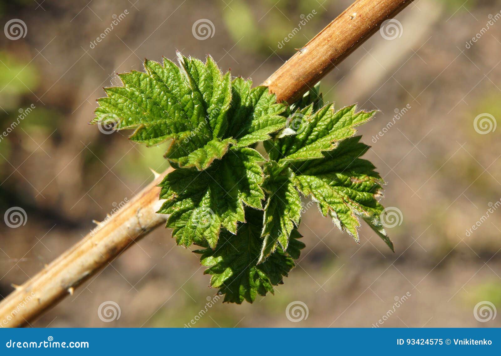 Raspberries in Early Spring Stock Image - Image of sprout, macro: 93424575