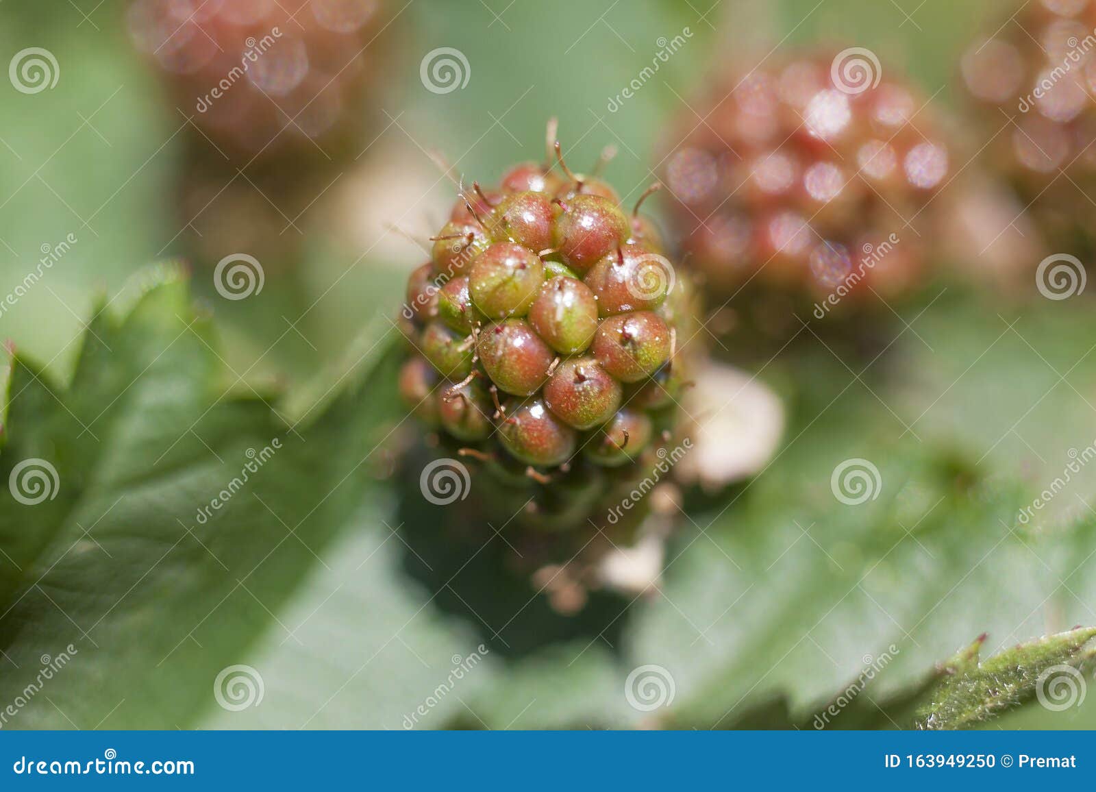 Raspberries in the Early Spring Stock Photo - Image of agriculture ...