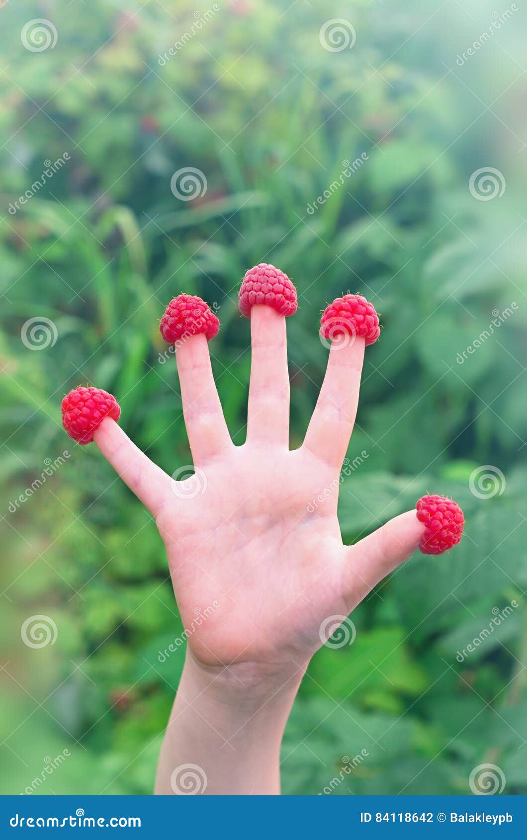 Raspberries on the Fingers of Children`s Hands Stock Photo - Image of ...
