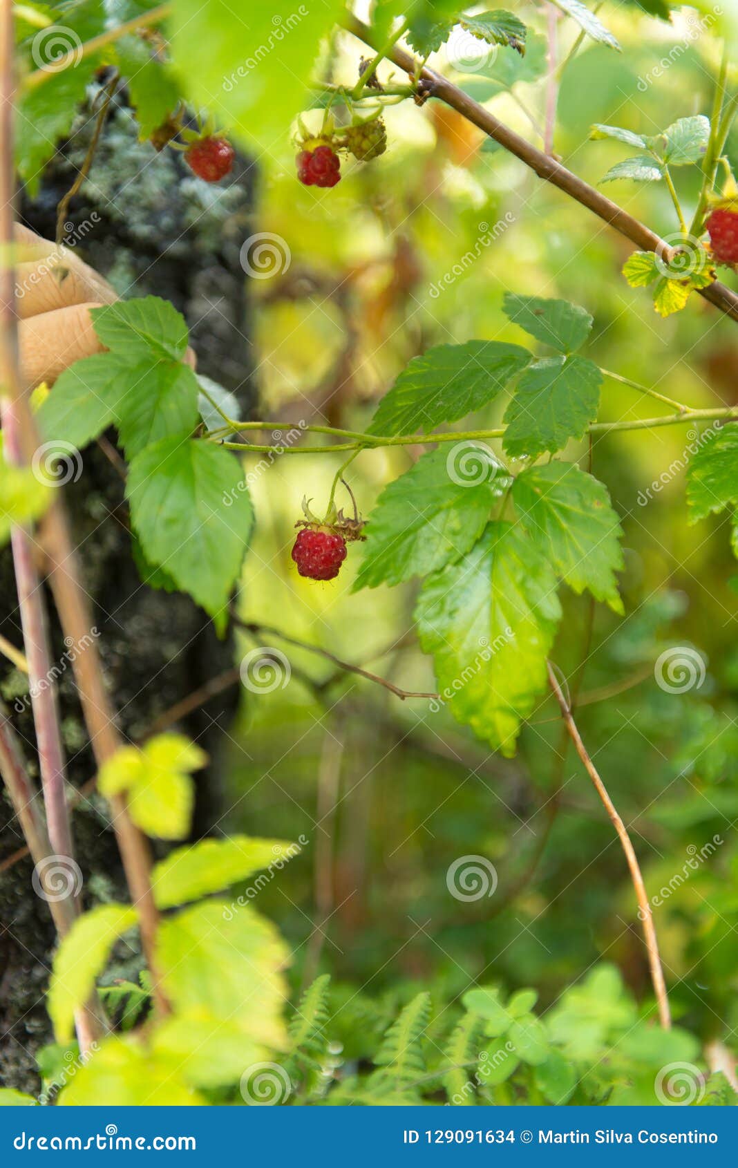 Raspberries in the forest stock photo. Image of nature - 129091634