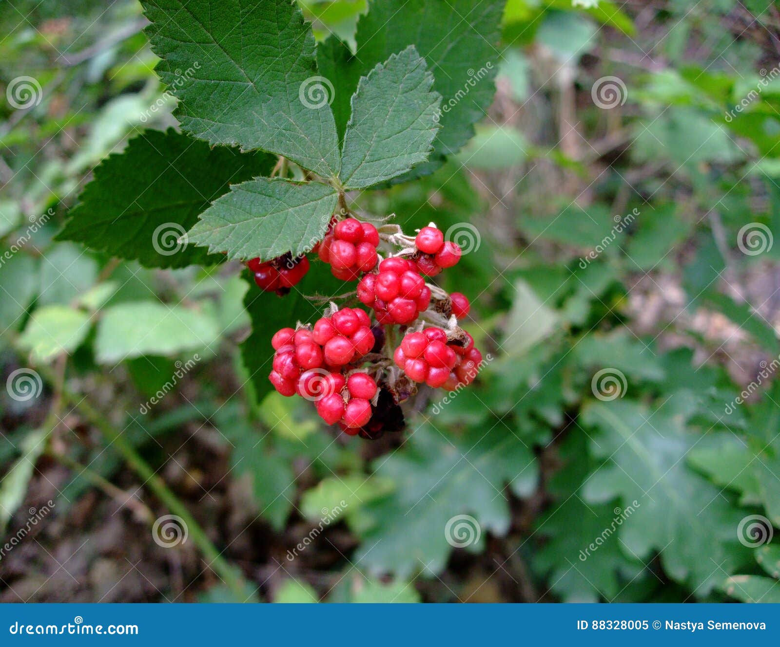 Raspberries in the forest stock image. Image of agriculture - 88328005