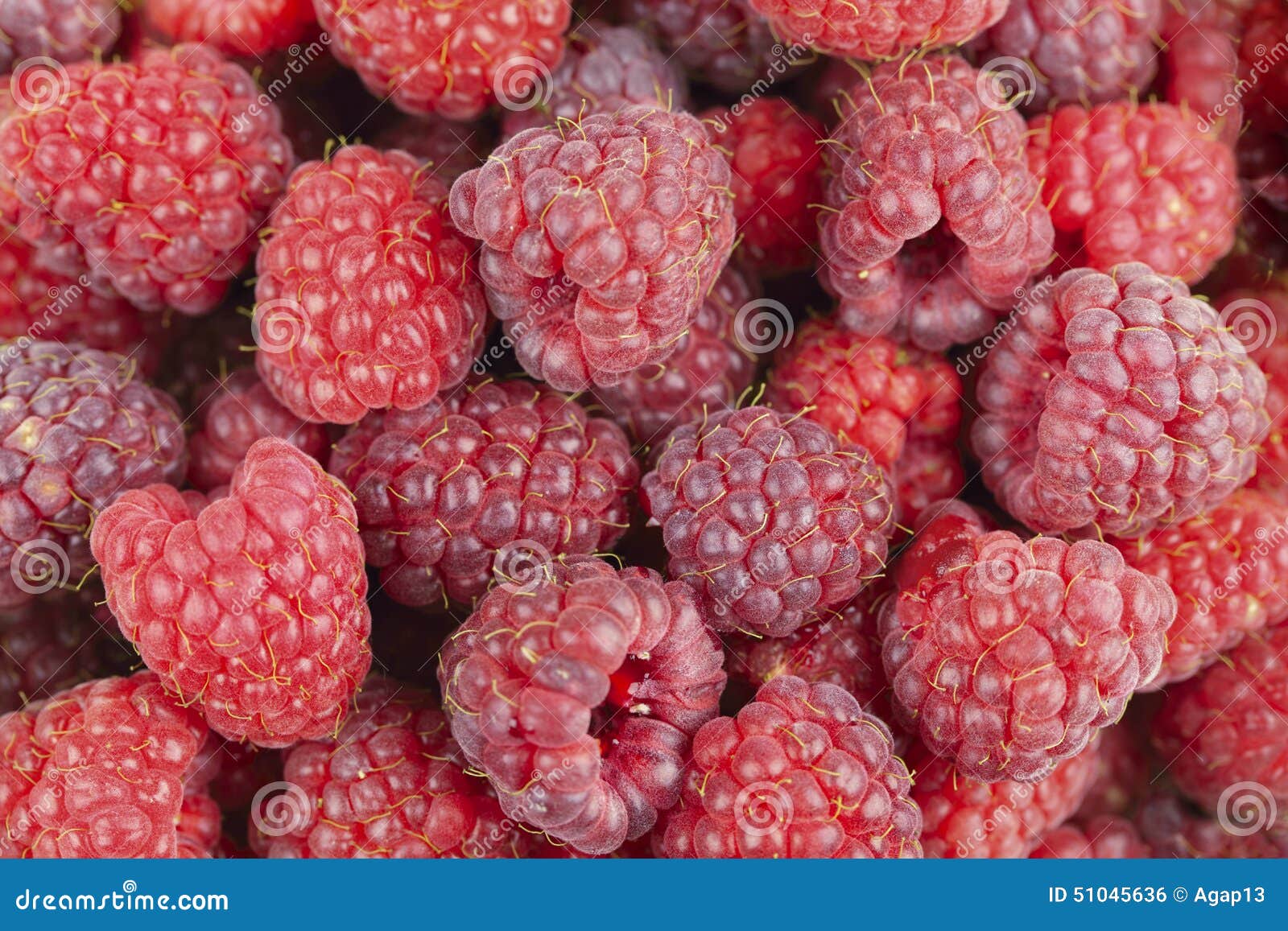 Raspberries stock photo. Image of season, fresh, taste - 51045636