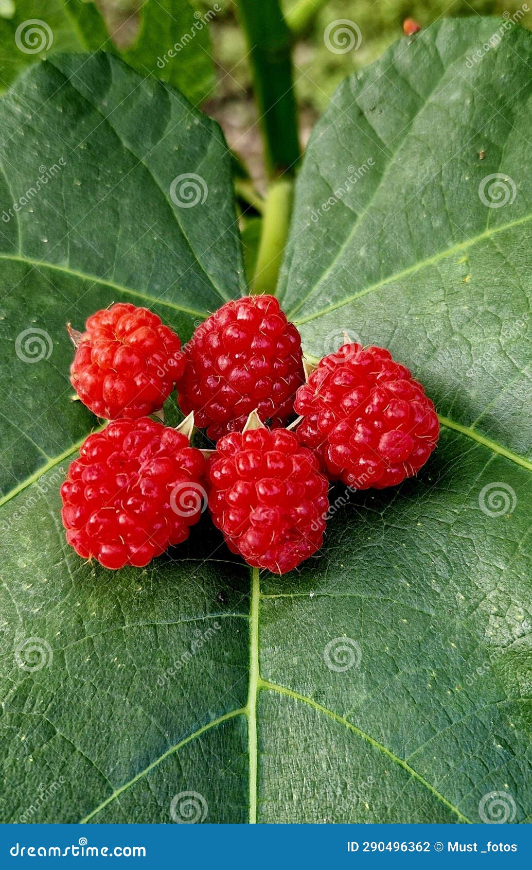 Raspberries Fruit, Plant Beauty in Nature Stock Photo - Image of leaf ...