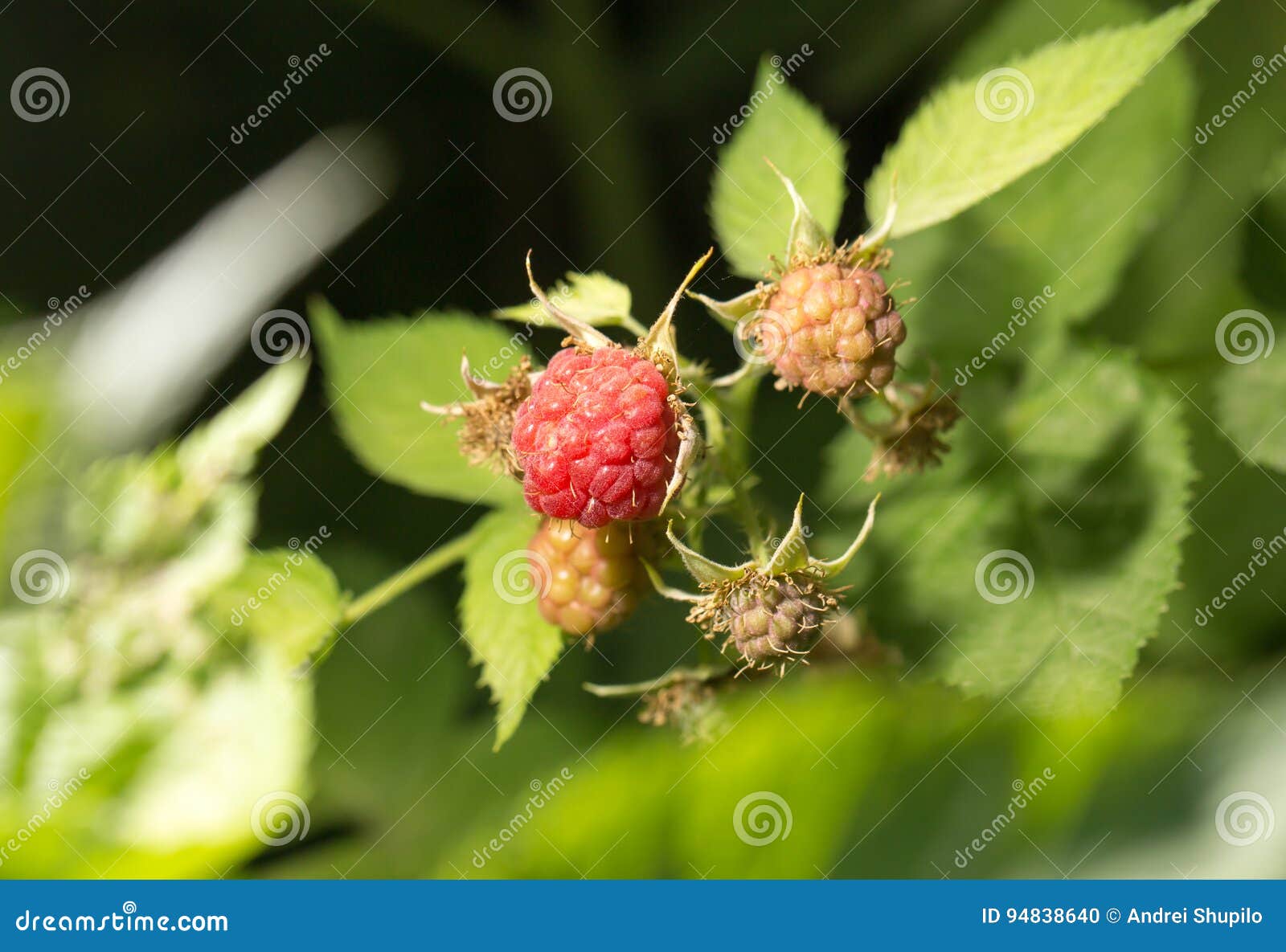 Raspberries in the Garden in Nature Stock Photo - Image of plant ...
