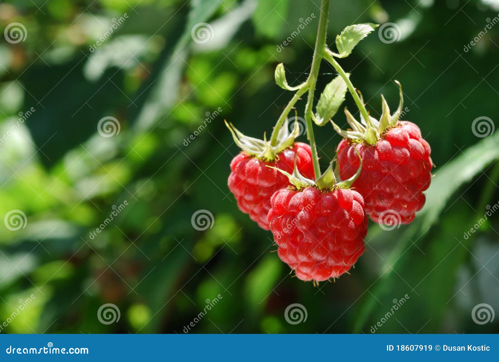 Raspberries in the gardens stock image. Image of nature - 18607919