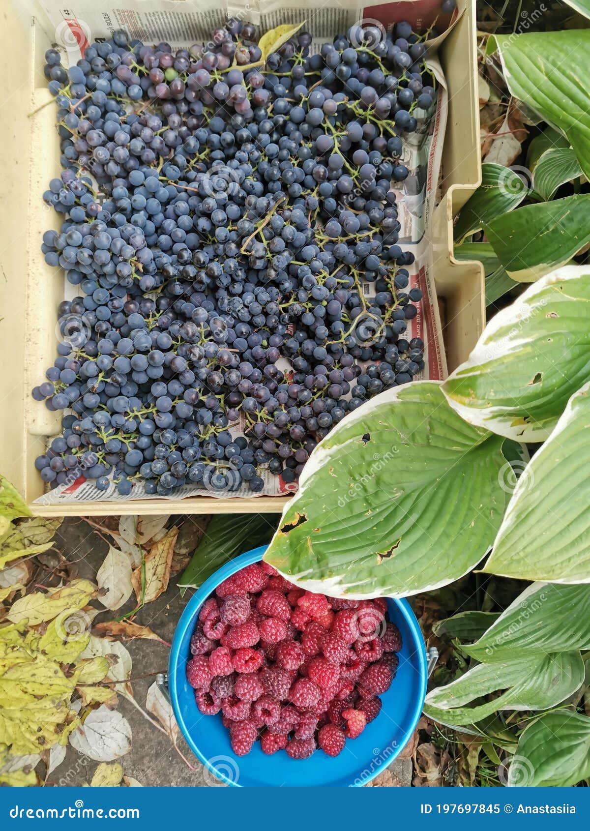 Grapes and Raspberries in Leaves Stock Image - Image of burst, water ...