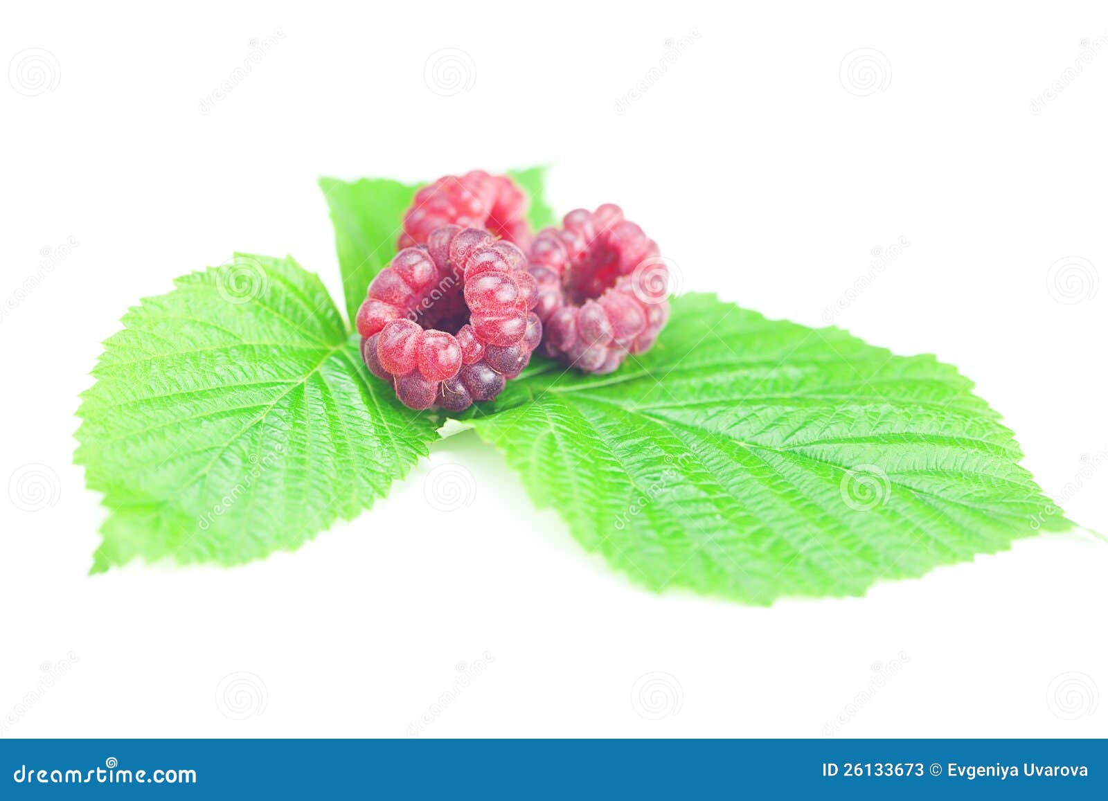 Raspberries and Green Leaves Stock Image - Image of fragrance, macro ...