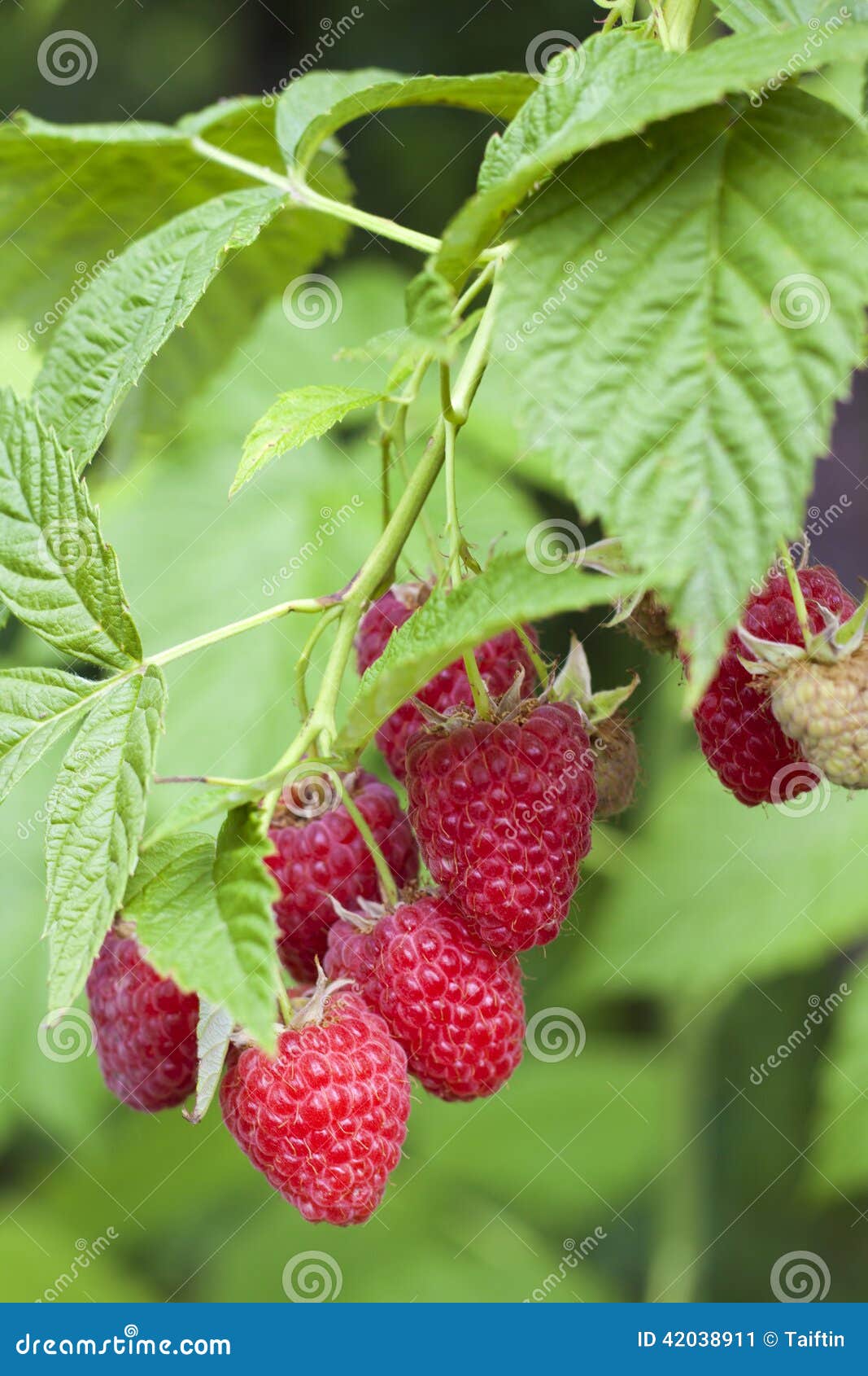 Raspberries Growing on a Branch Stock Image - Image of bush, food: 42038911