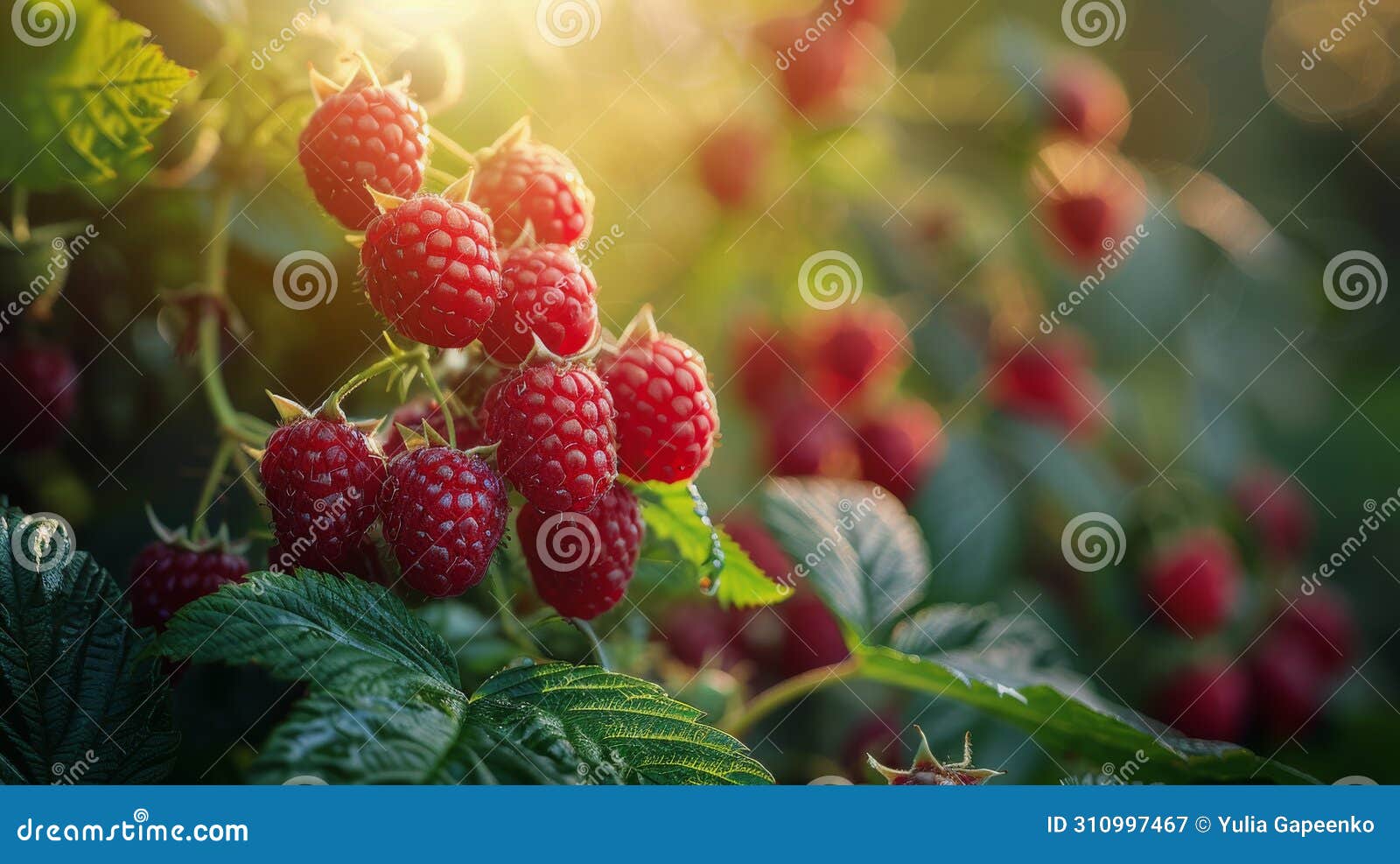 Raspberries Growing on a Bush Stock Image - Image of edible, close ...