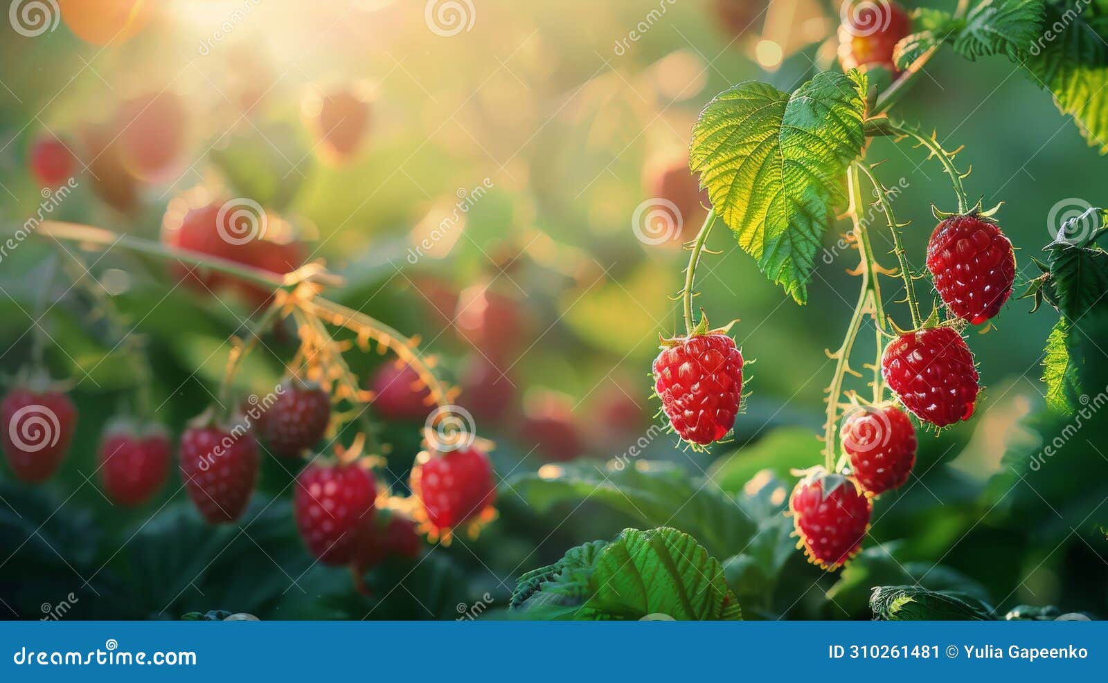 Raspberries Growing on Bush with Sun Background Stock Image - Image of ...