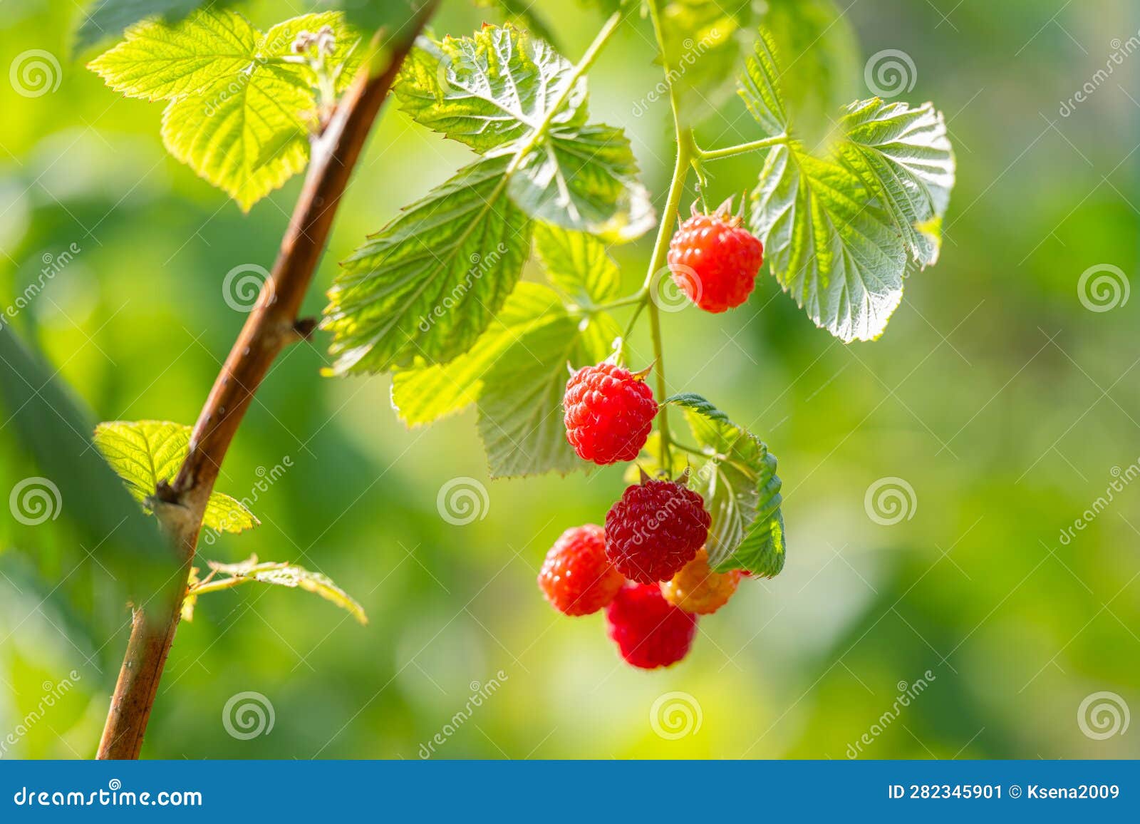 Raspberries Growing in the Garden Stock Image - Image of pick, green ...