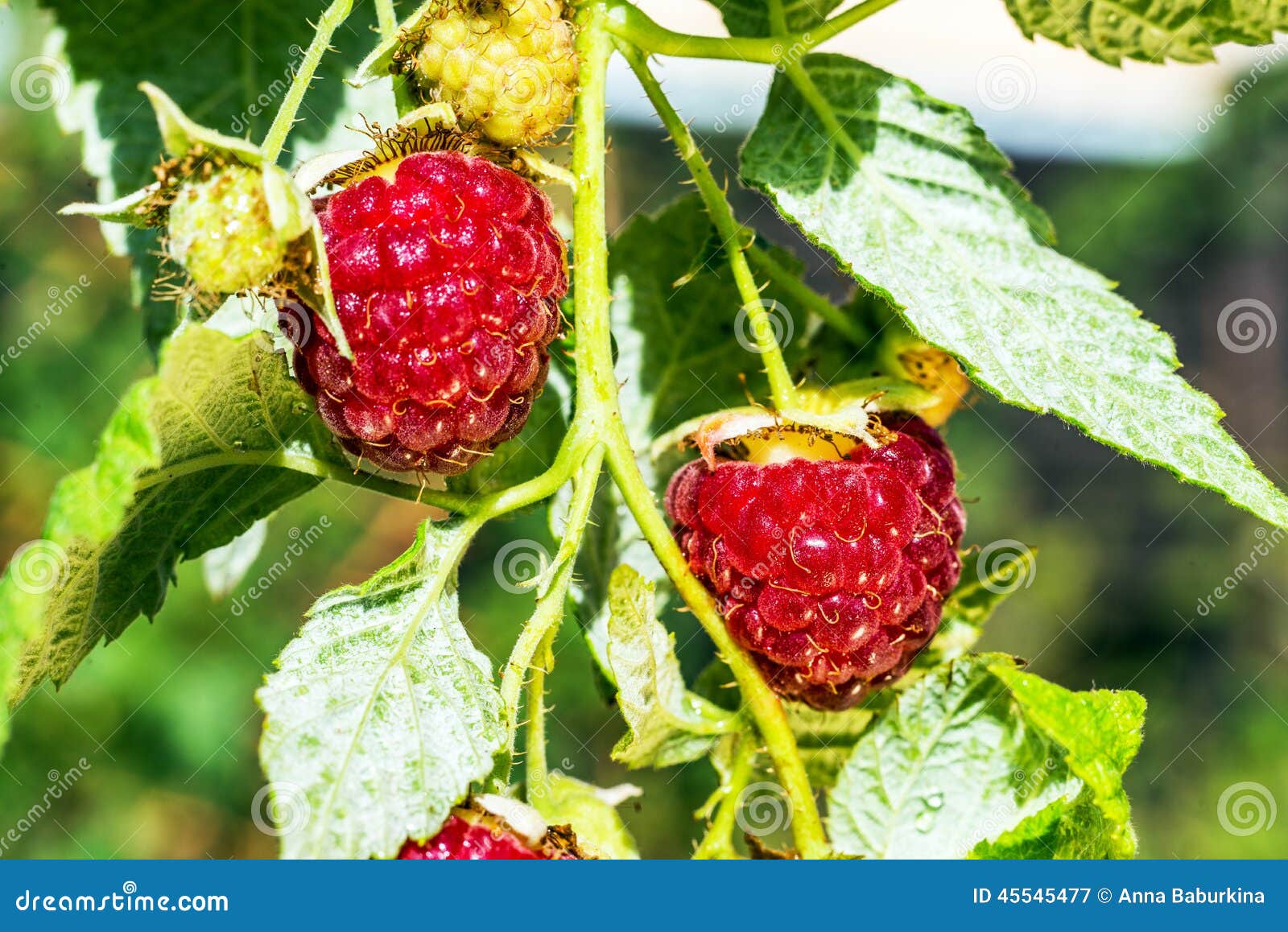 Raspberries stock image. Image of natural, branch, plantation - 45545477