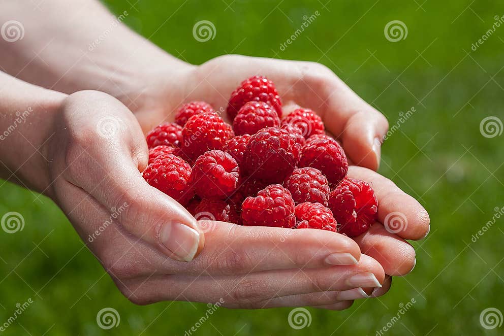 Raspberries in hand stock image. Image of nature, fresh - 39679809
