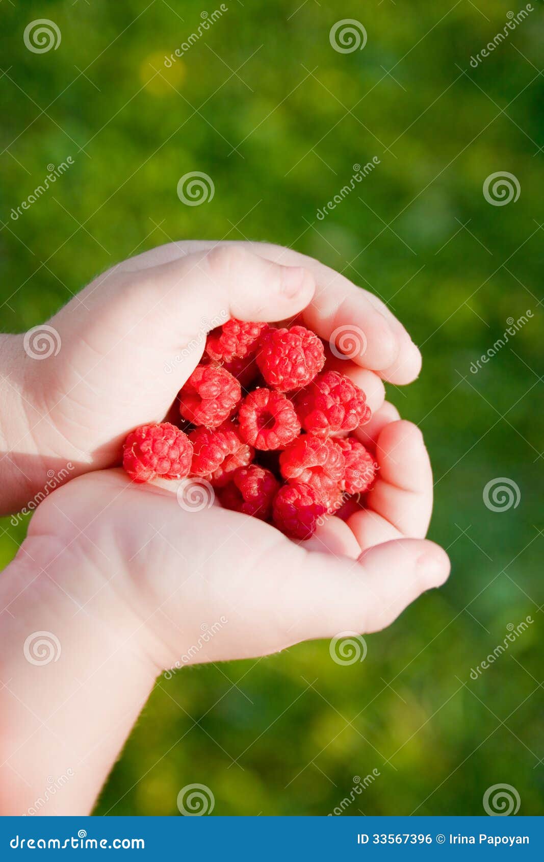 Raspberries in hands stock photo. Image of berry, healthy - 33567396
