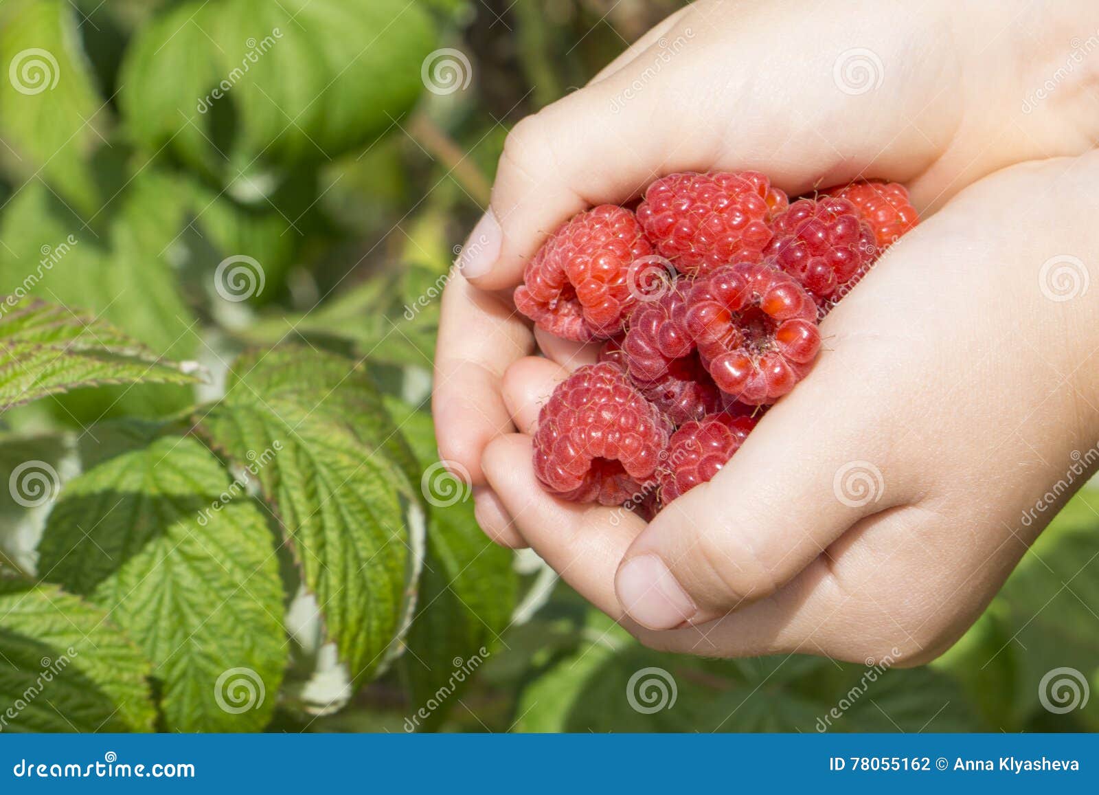Raspberries in the hands stock photo. Image of healthy - 78055162