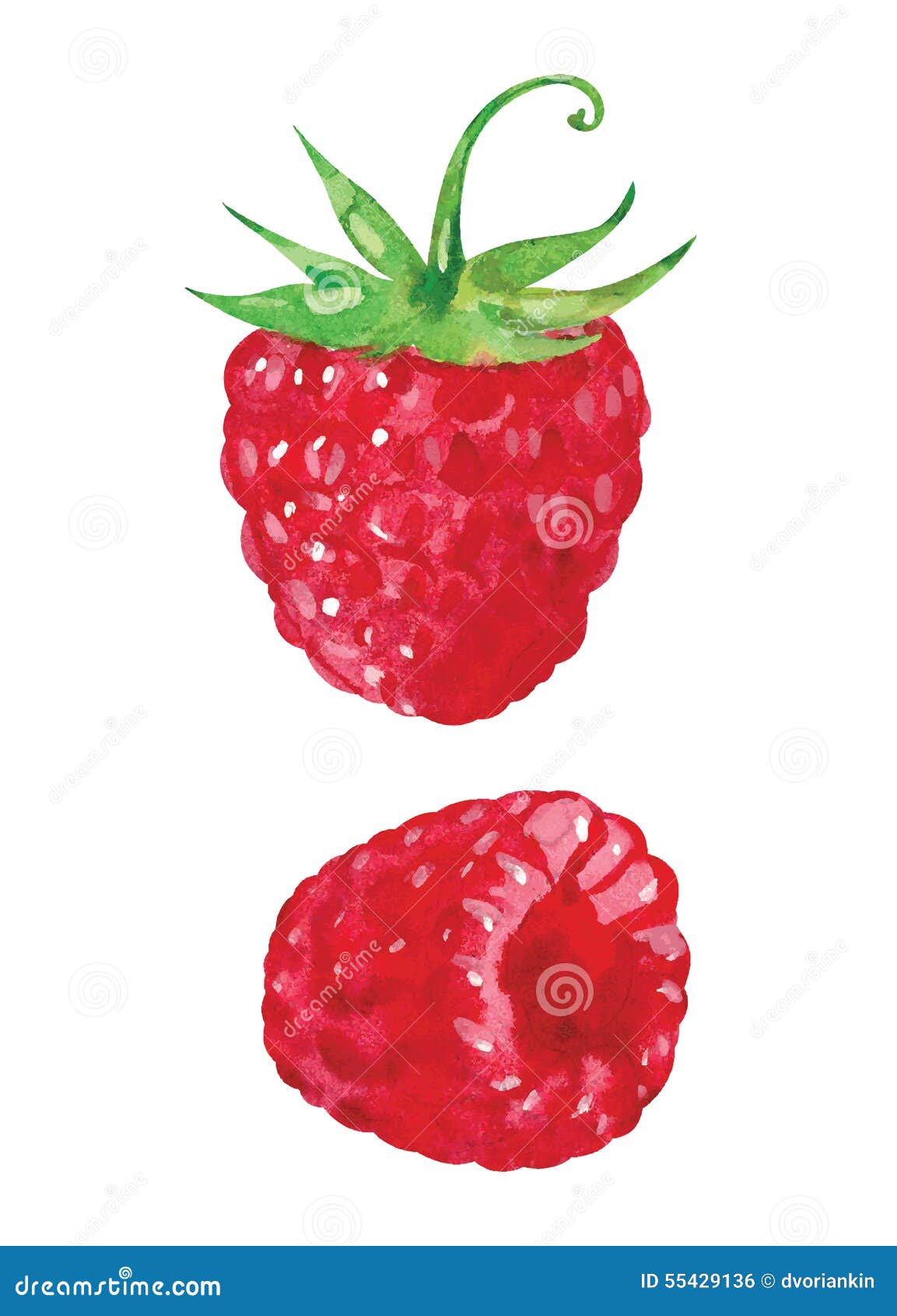 Raspberries stock vector. Illustration of crop, ripe - 55429136