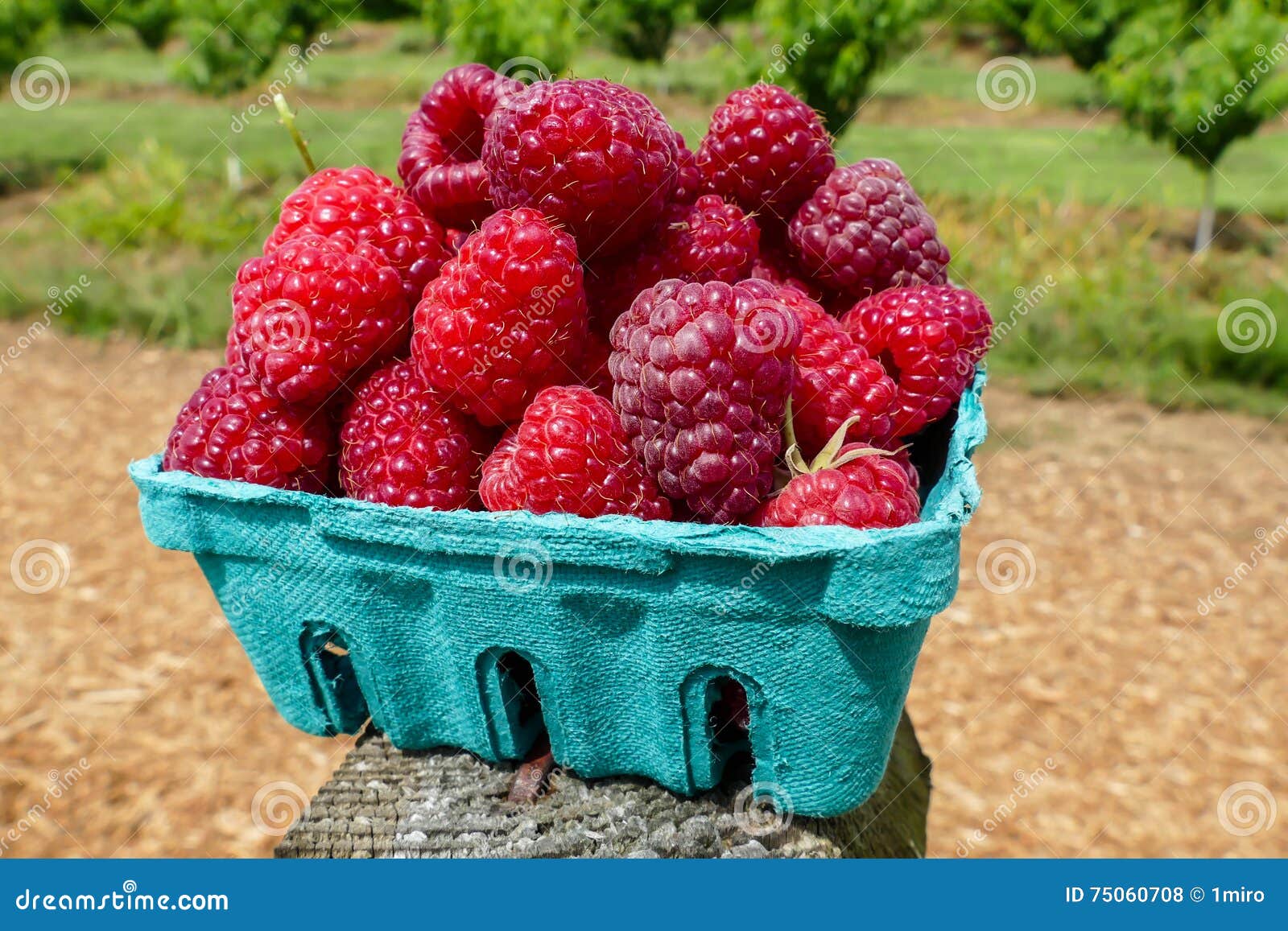 Raspberries Inside Green Basket Stock Photo - Image of snack ...