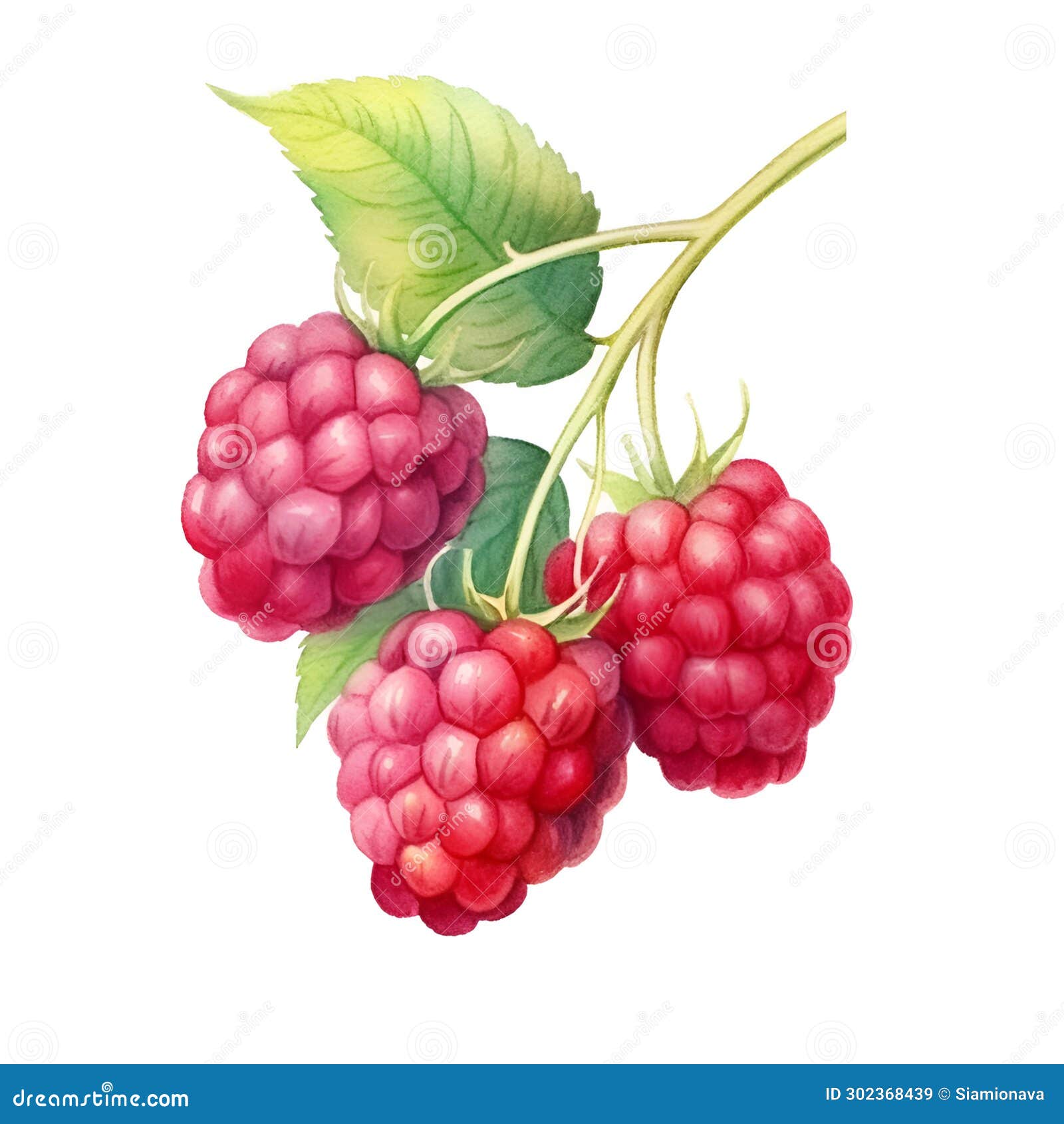 Raspberries with Leafs, on White Background, Watercolor Illustration ...