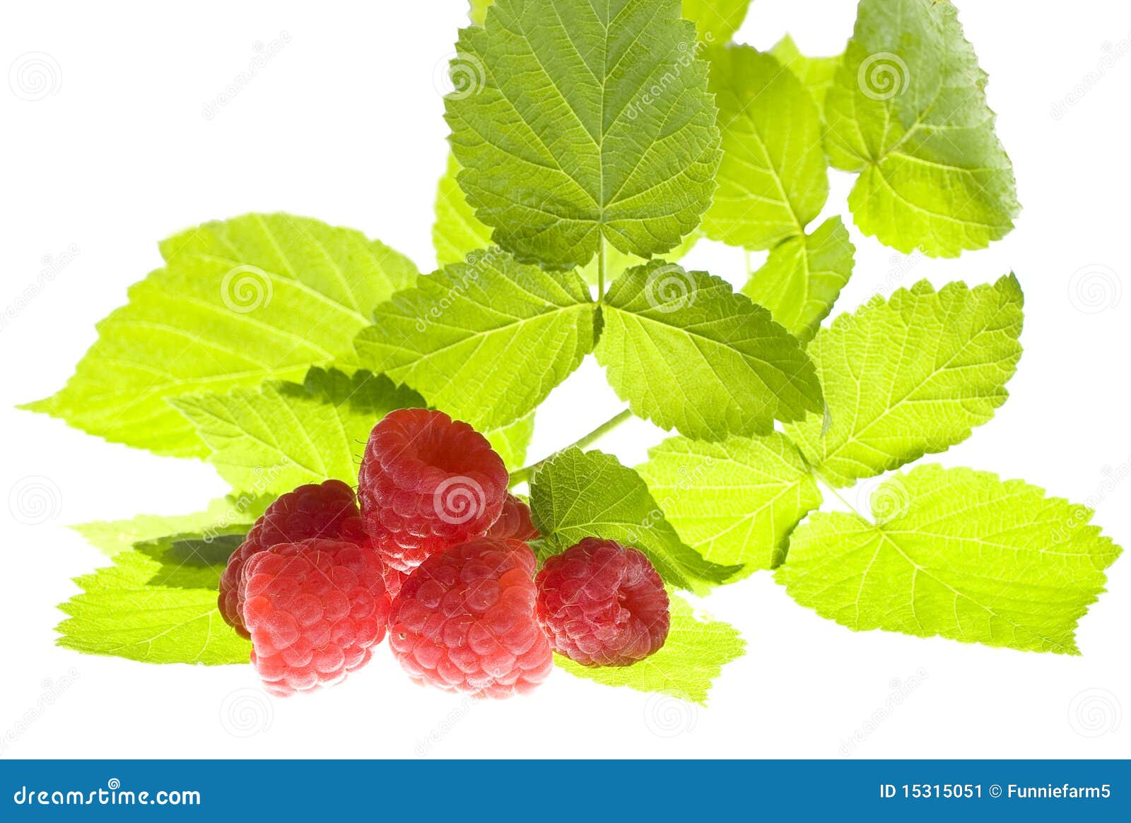 Raspberries and Leaves Isolated Stock Image - Image of isolated, fruit ...