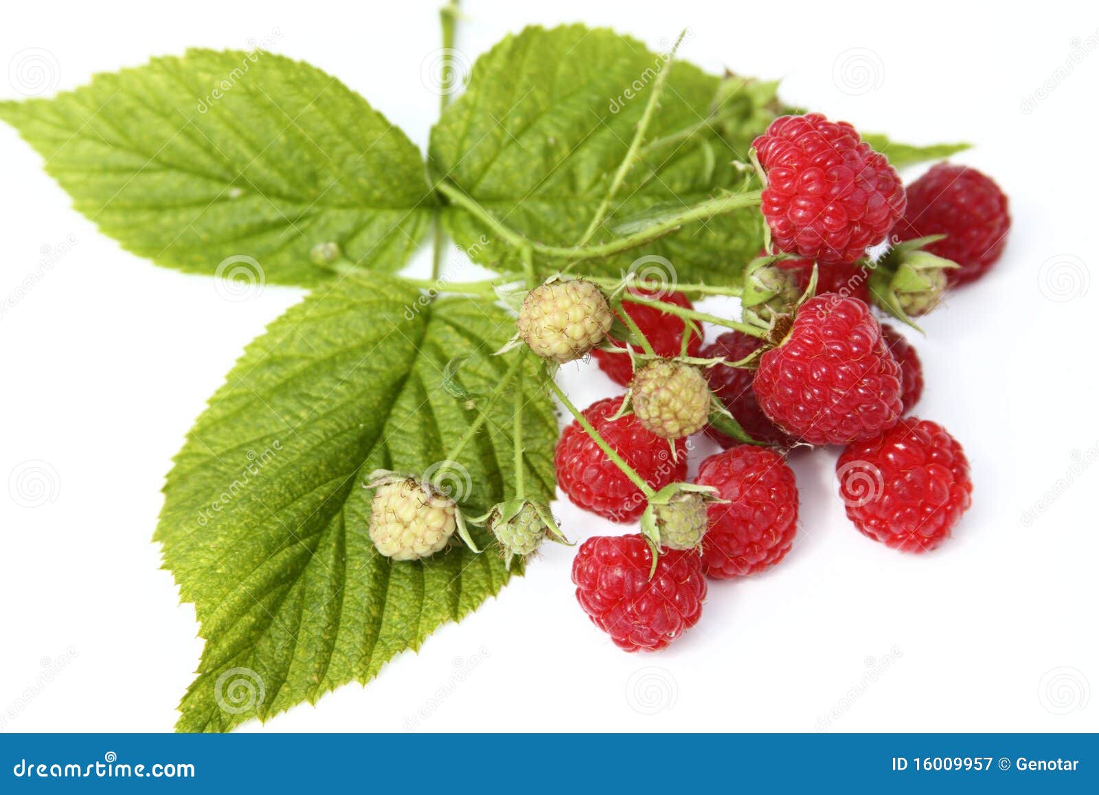 Raspberries with Leaves Isolated on White Backgrou Stock Image - Image ...