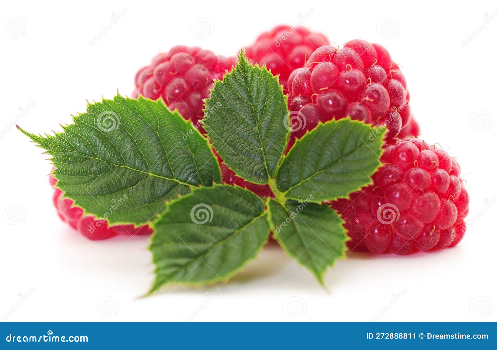 Raspberries and leaves stock image. Image of ripe, dessert - 272888811