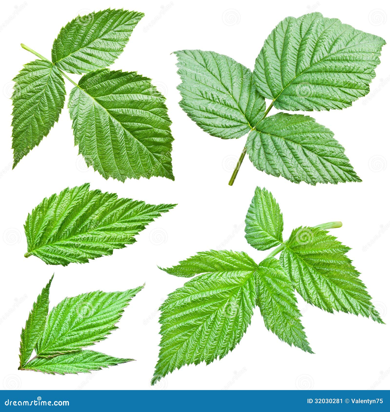 Raspberries leaves. stock image. Image of nature, botanical - 32030281
