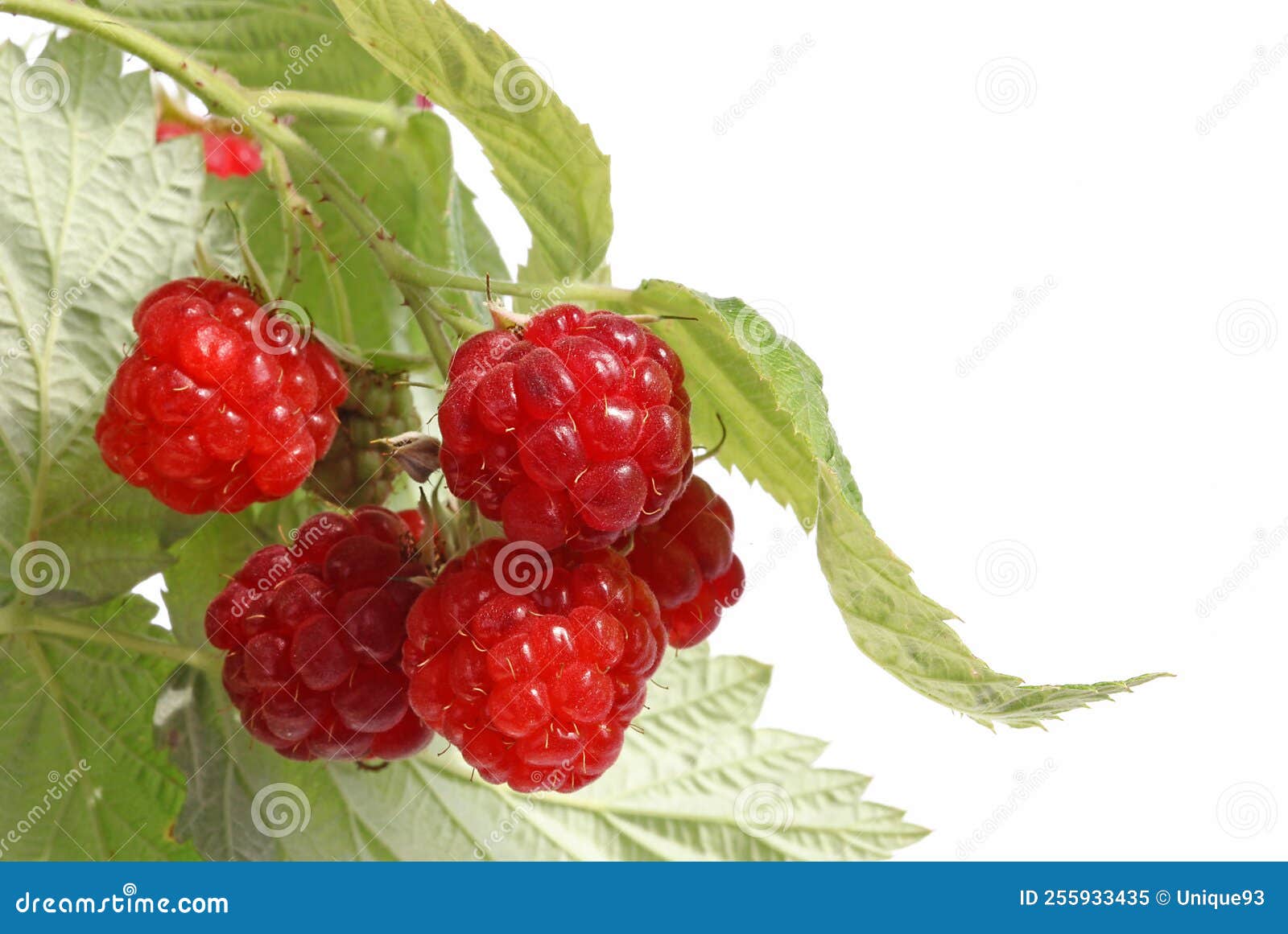 Raspberries with leaves stock image. Image of isolated - 255933435
